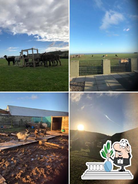 Doniford Farm Park, Watchet - Restaurant menu, prices and reviews
