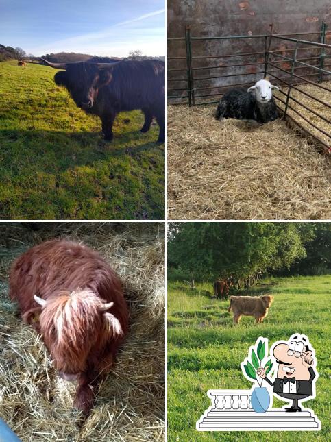 Lizzie’s Farm, Bromsgrove - Restaurant menu, prices and reviews