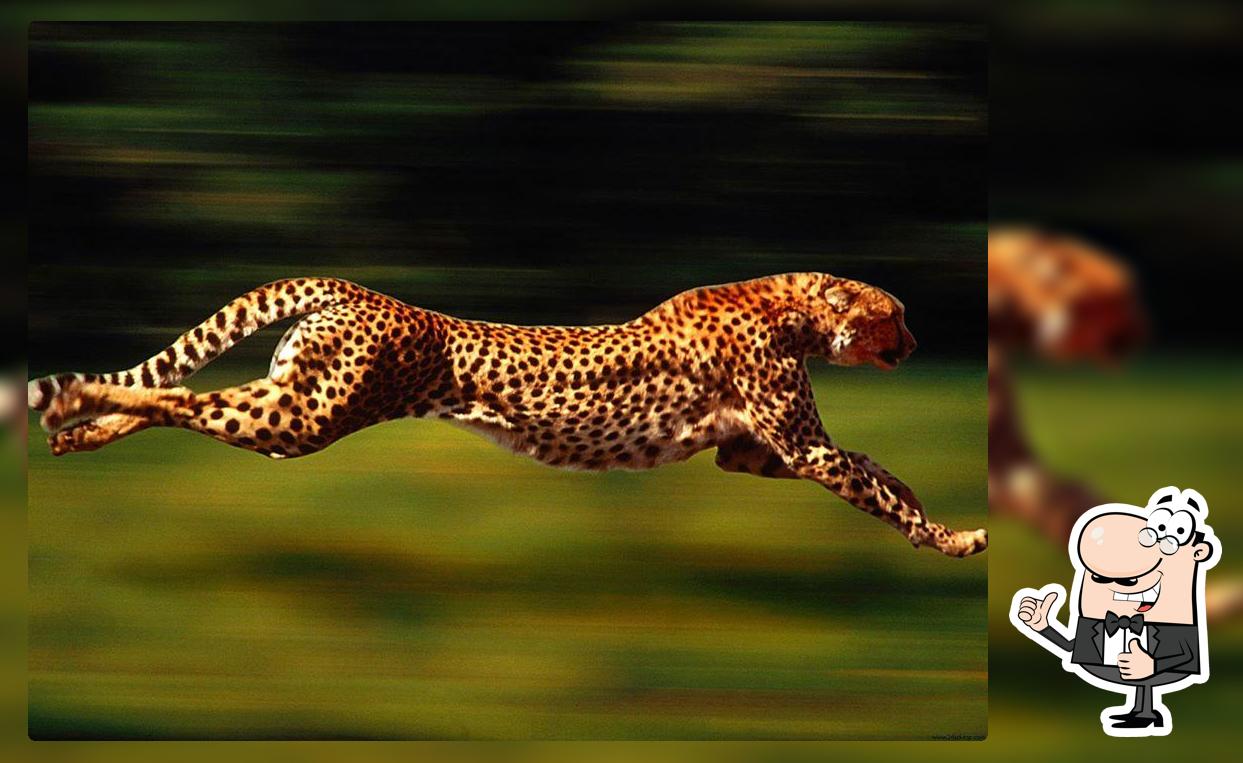 Cheetah Food Delivery in Grand Junction