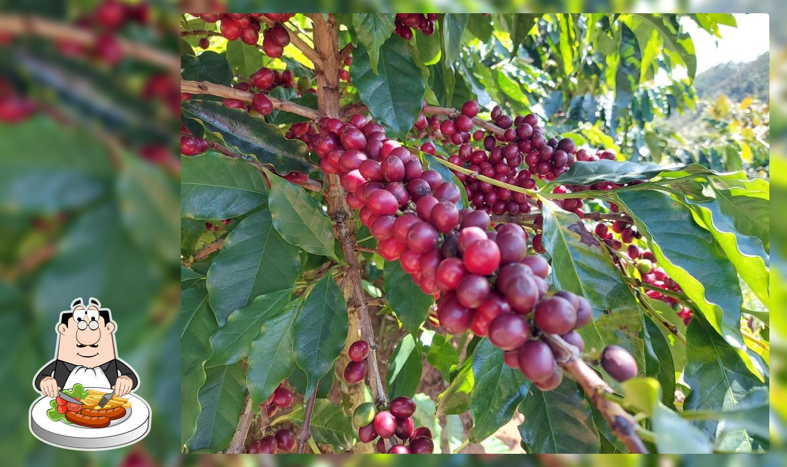 Cafe Sitio Santa Rosa, Brasil