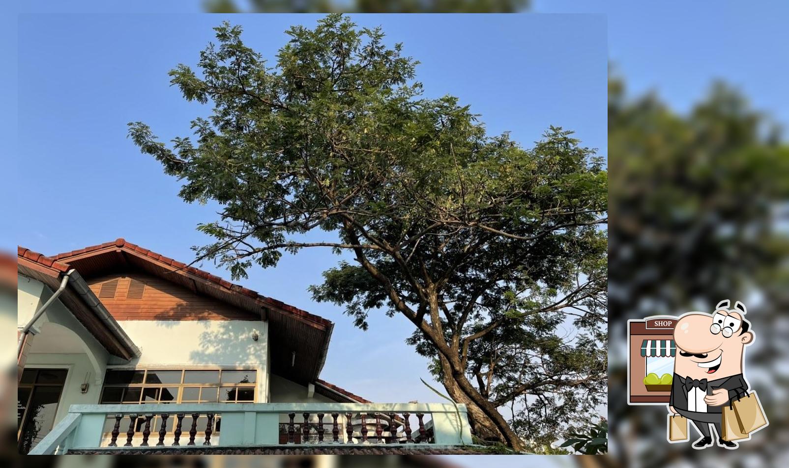 Summer Rain - Cafe & Casual Dining, Bangkok - Restaurant reviews