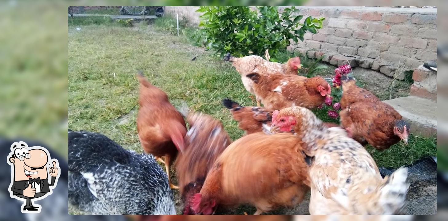 Fresh from farm, F3 Desi poultry farm, Faridabad - Restaurant reviews