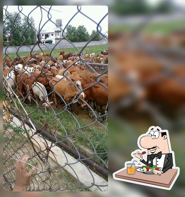 Samosa Junction, Bathinda, 6X73+G74 - Restaurant reviews