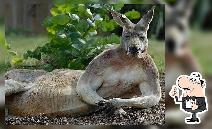 Aussie Outback in Dublin - Restaurant menu and reviews