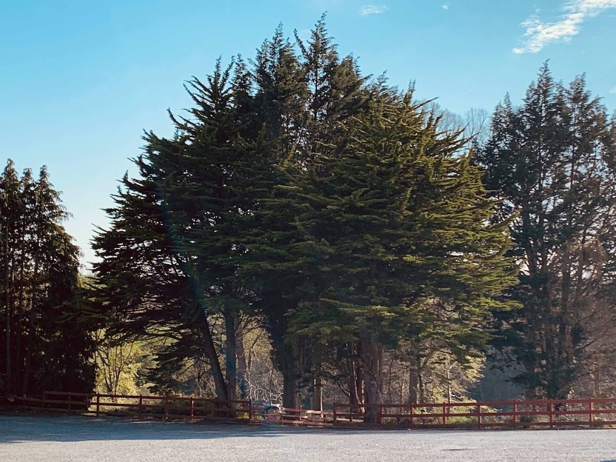 Menu at The Bannville Hotel pub & bar, Banbridge