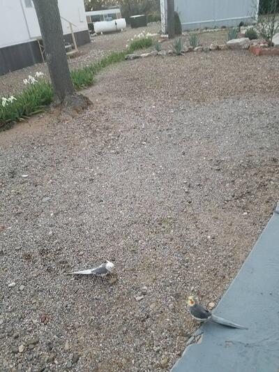 Oracle Junction Restaurant, Oracle Junction - Restaurant menu, prices ...