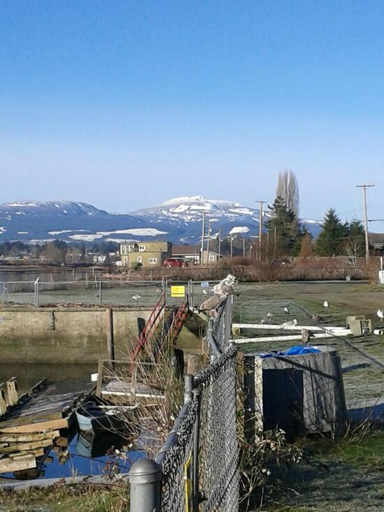 Menu at Chips Ahoy Fish and Chips restaurant, Courtenay