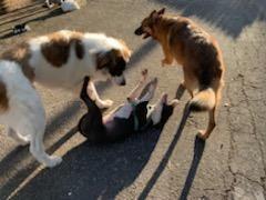 Menu at Ren's Dog Den pub & bar, Hickory
