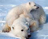 Menu at Polar Bar & Liquor Store, Nome