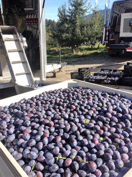 Mobile Juice Factory in Paquetville